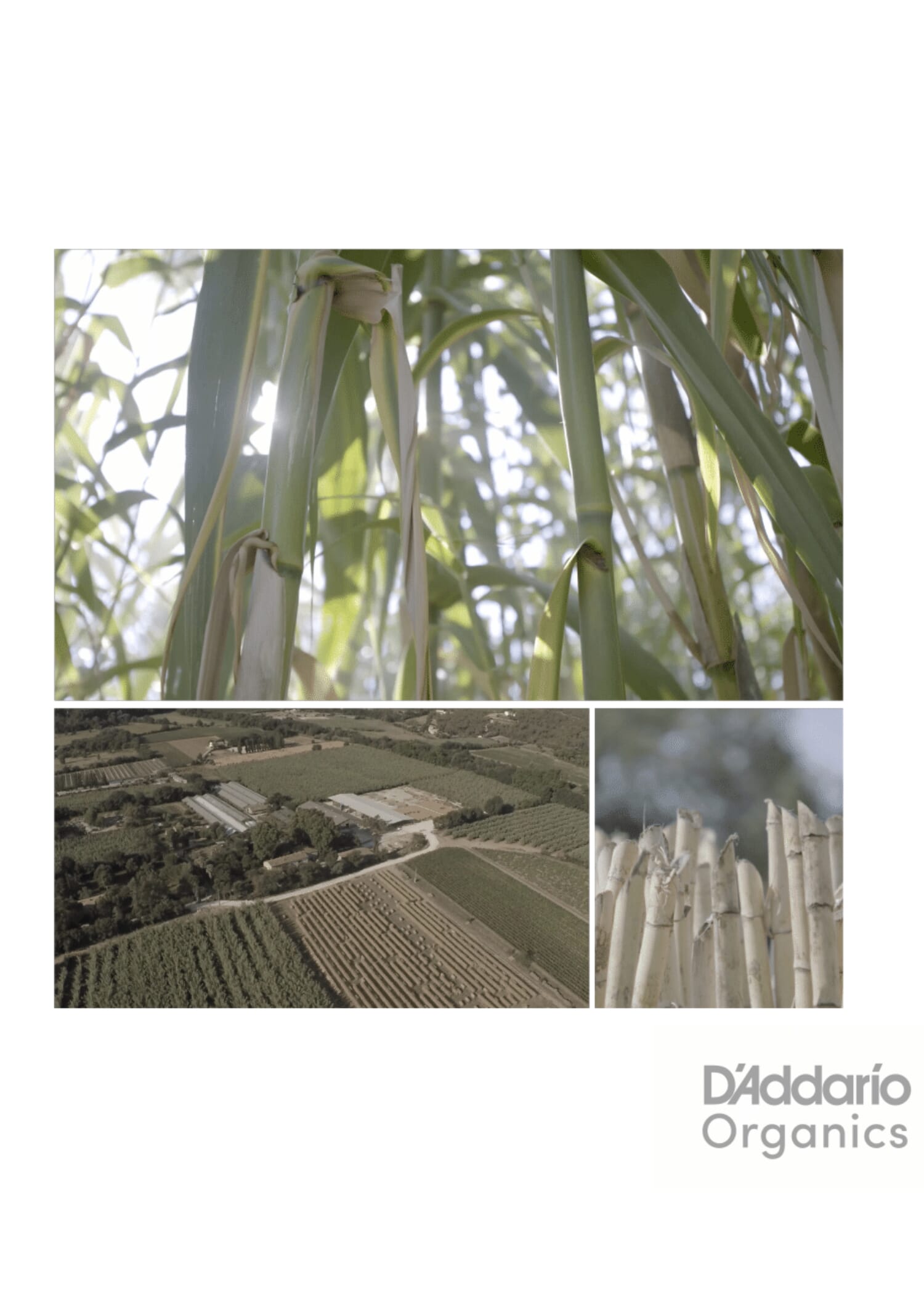 D'Addario, The New Natural